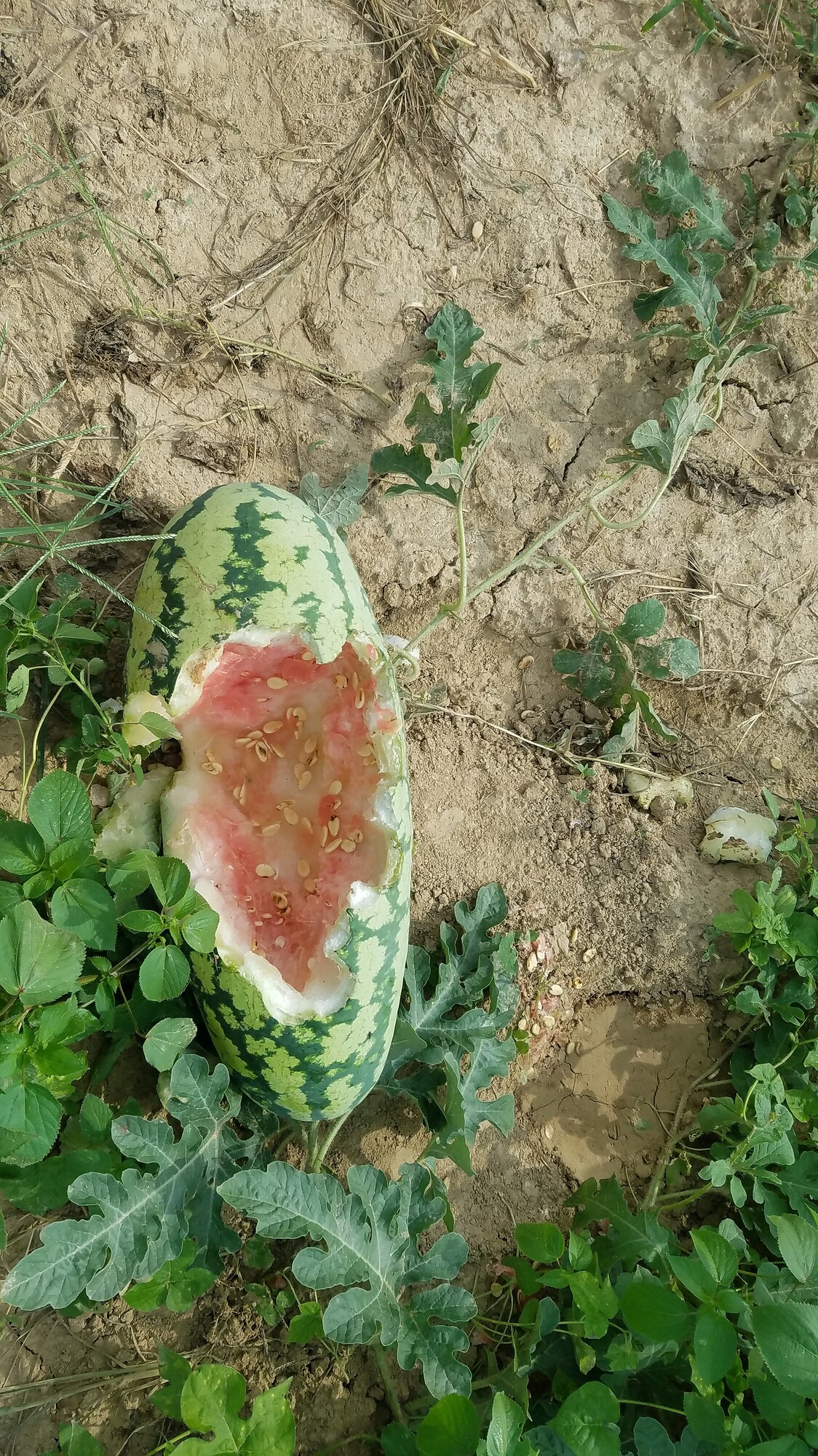 Watermelon Growing - General Gardening - Growing Fruit
