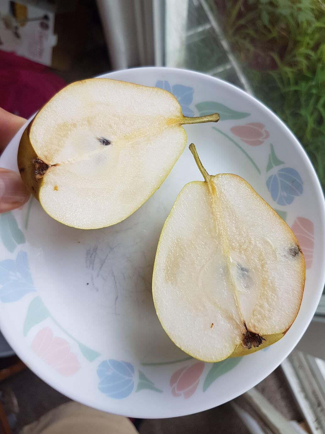 Flemish Beauty pear - General Fruit Growing - Growing Fruit