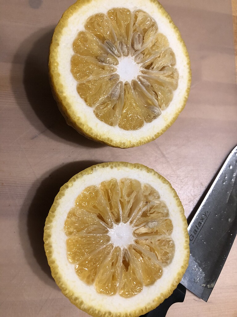 Is this cold damage citrus fruit? - General Fruit Growing - Growing Fruit