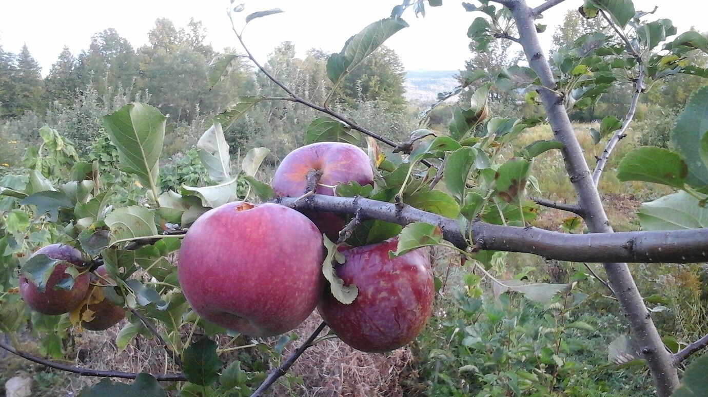 Blue Pearmain apple - General Fruit Growing - Growing Fruit