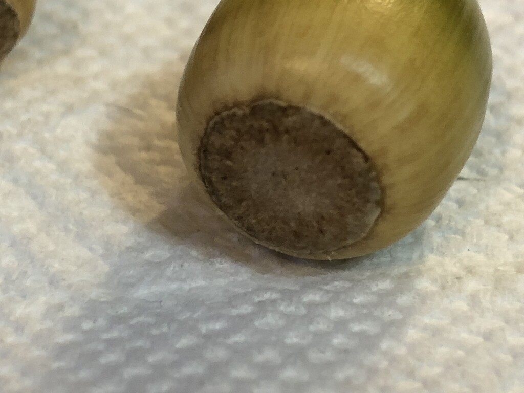 Collecting acorns for planting - General Gardening - Growing Fruit