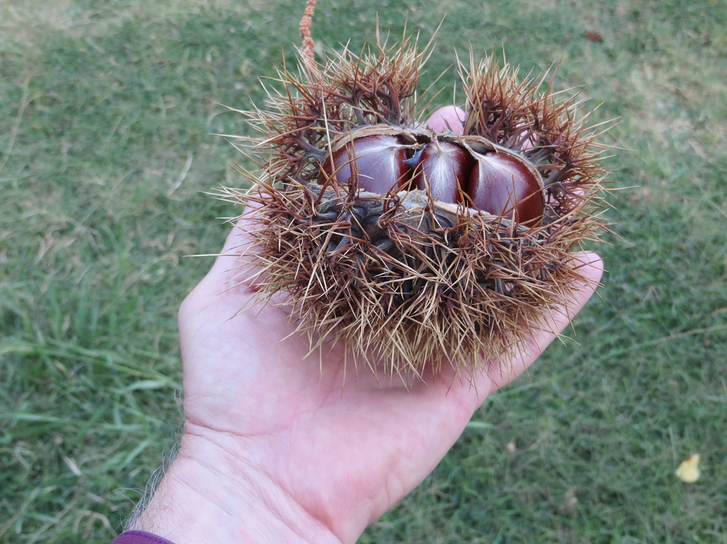 Giant Chestnuts - General Fruit Growing - Growing Fruit