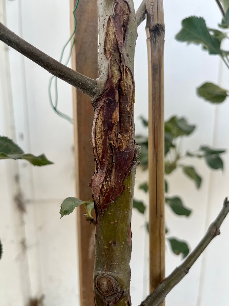 Peeling bark - General Fruit Growing - Growing Fruit