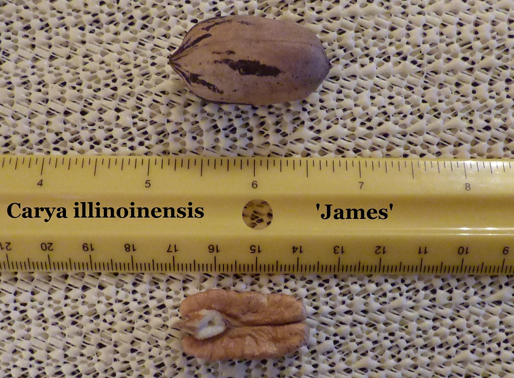 Pecan pollination chart - General Fruit Growing - Growing Fruit