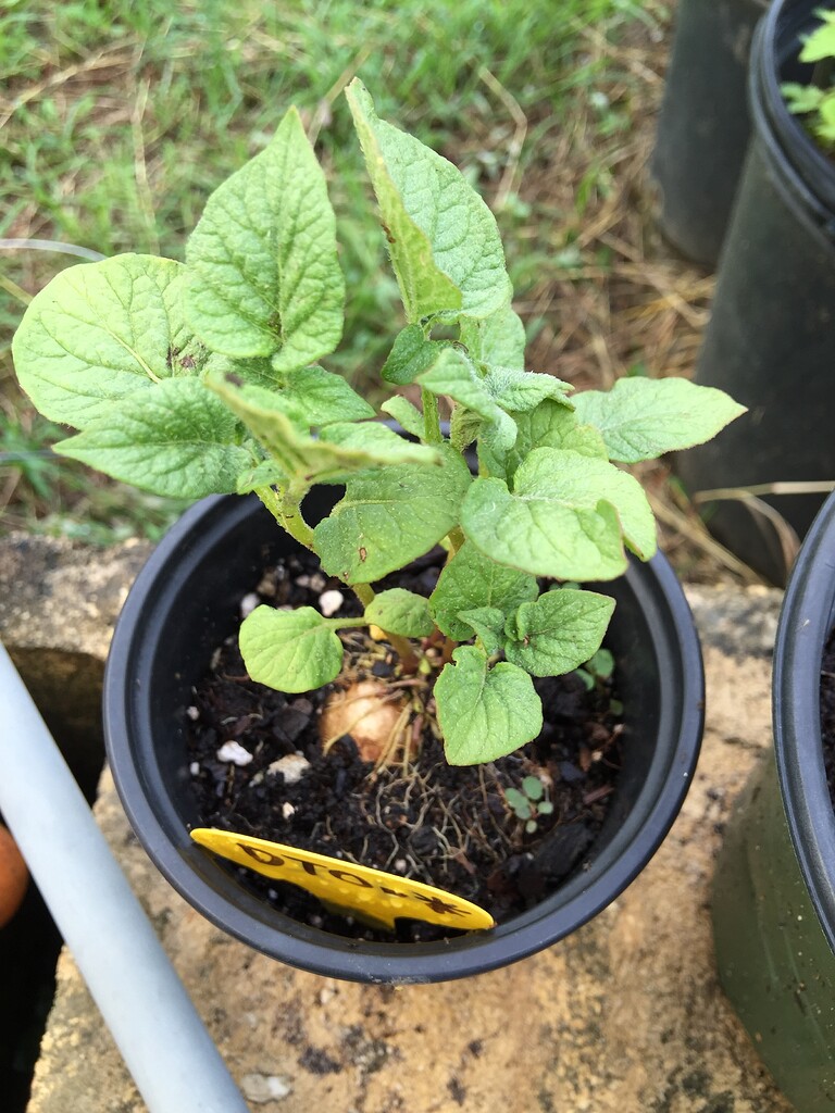 Breeding Potato Varieties From True Potato Seed (TPS) - General ...