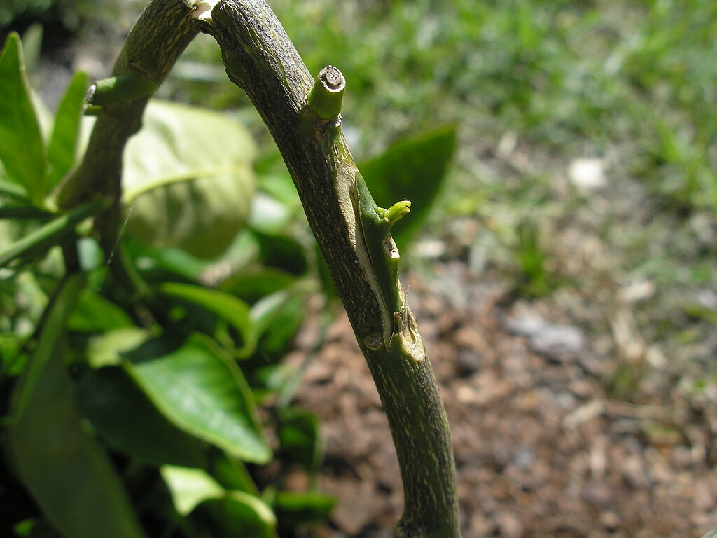 My little citrus root stock grafting practice. It's alive? - General ...