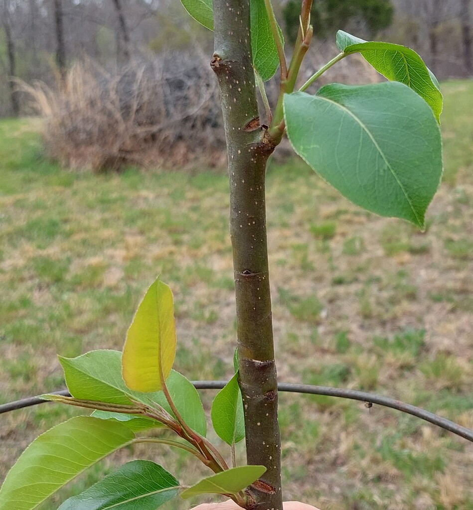 When to start training scaffold branches? - General Fruit Growing ...