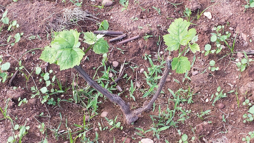 Long Dormant Grape Vine - General Fruit Growing - Growing Fruit