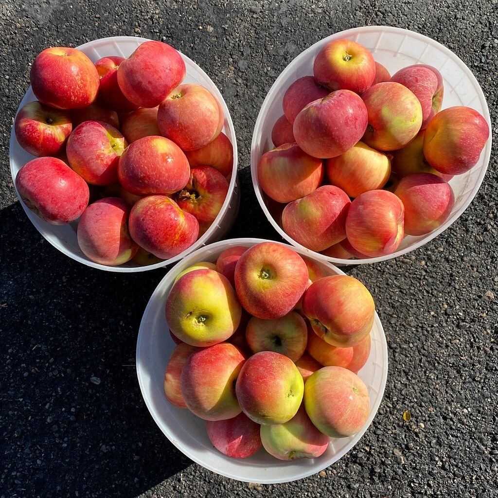 Apples & Codling moth treatment assessment - General Fruit Growing ...