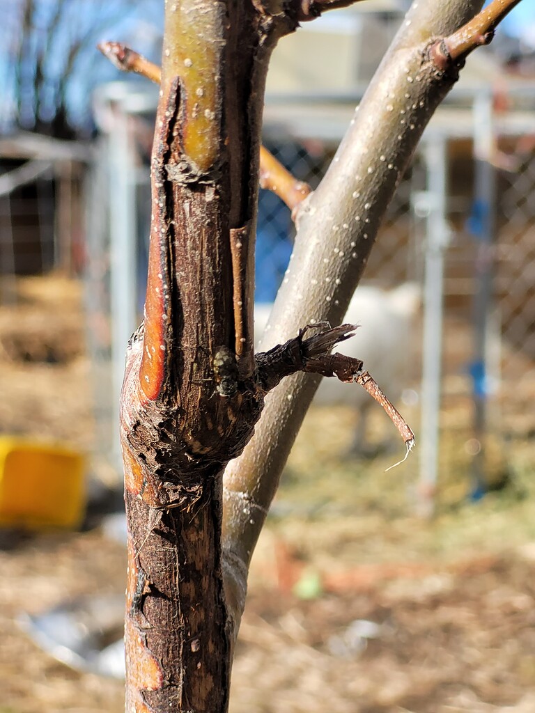 Pear bark split or disease? - General Fruit Growing - Growing Fruit