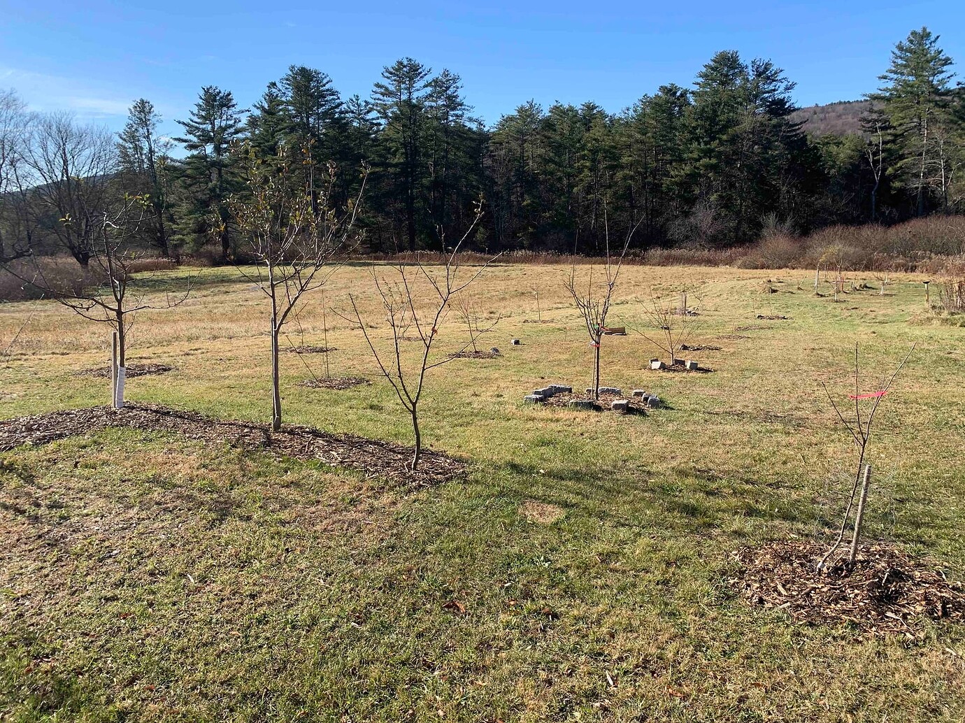 Apple Rootstock Grafting Follow Ups (With pics) - General Fruit Growing ...