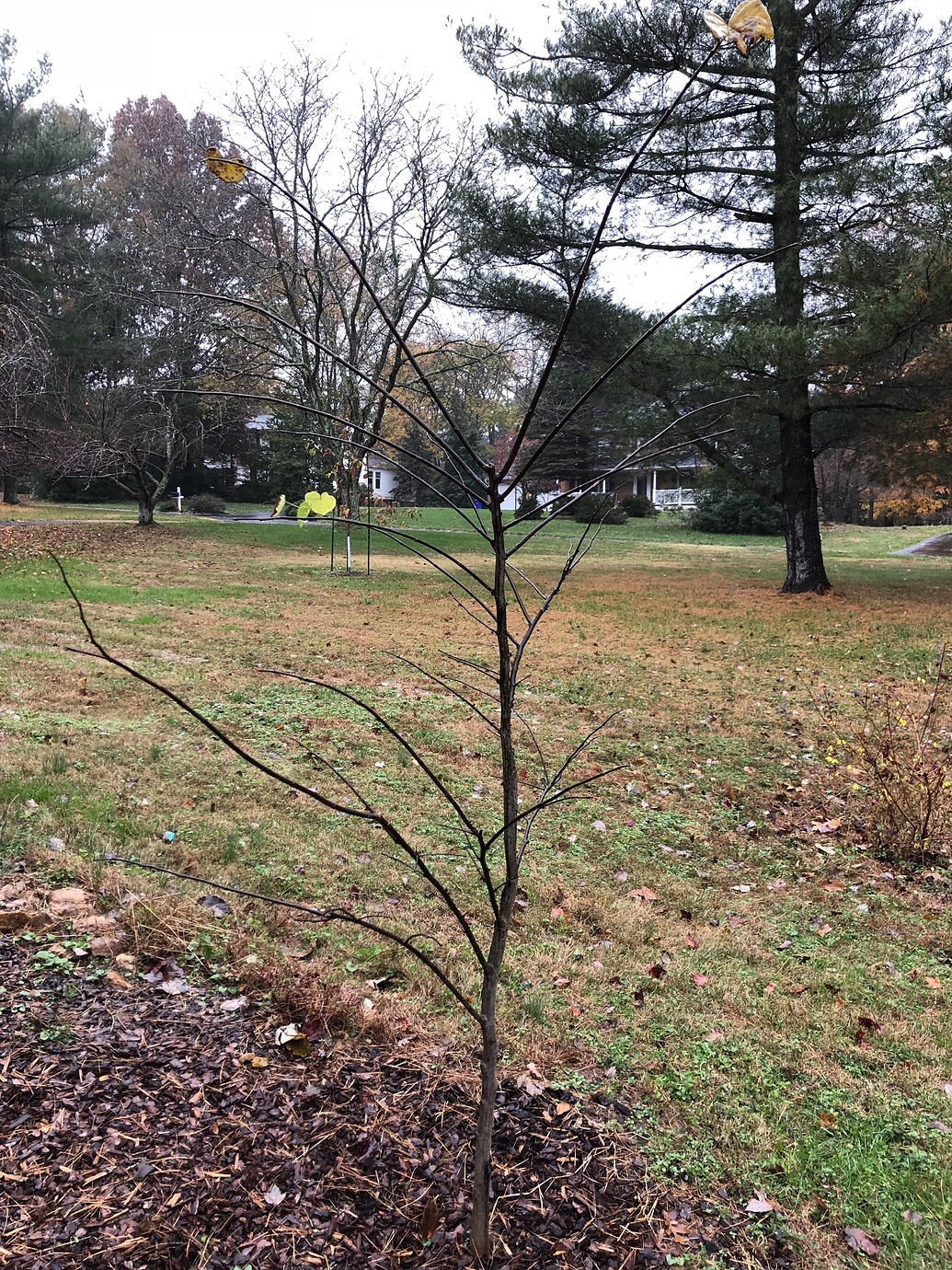 Prune this redbud? - General Gardening - Growing Fruit