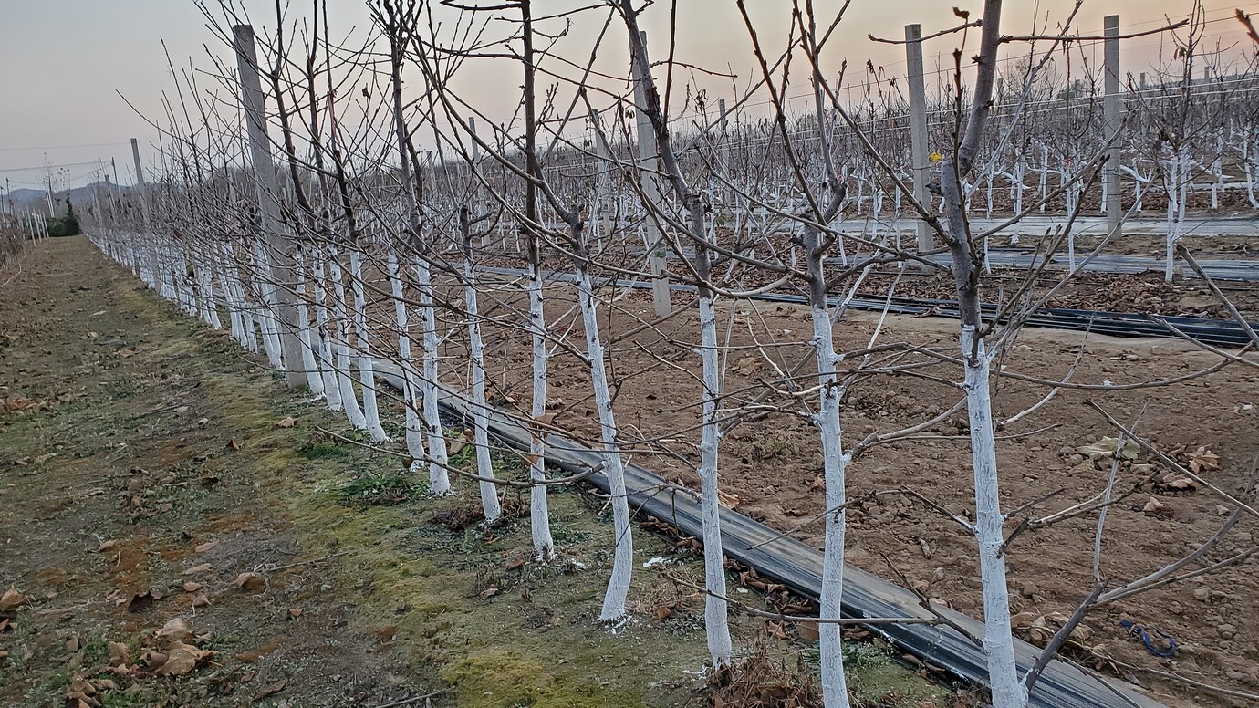 UFO Cherry Training System in China - General Fruit Growing - Growing Fruit