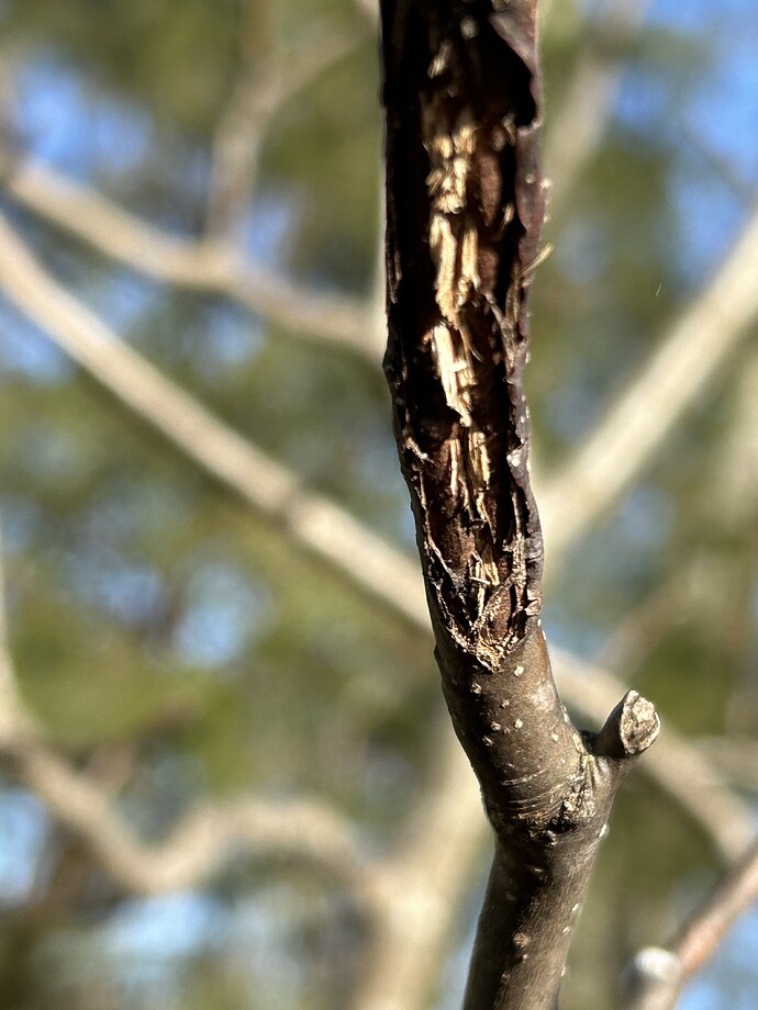 What is this bark eating fungus? - General Fruit Growing - Growing Fruit