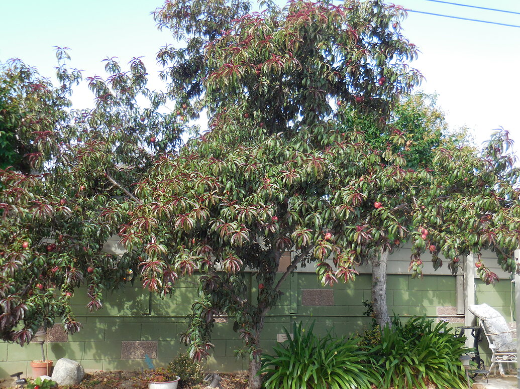 Any hope for Spice Zee Tree - General Fruit Growing - Growing Fruit
