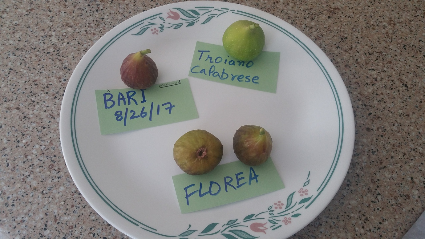 2017 Cuttings to Ripe Figs in 6 months Florea Bari Troiano Calabrese ...