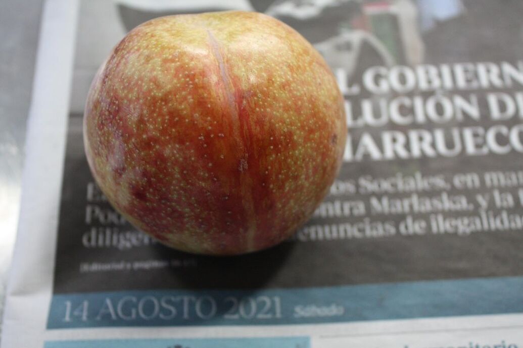 Dapple Dandy Pluot 2021 - General Fruit Growing - Growing Fruit