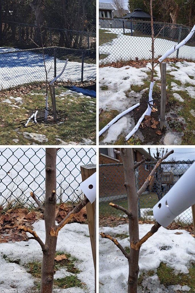 Rabbit damage and pruning advice - General Fruit Growing - Growing Fruit