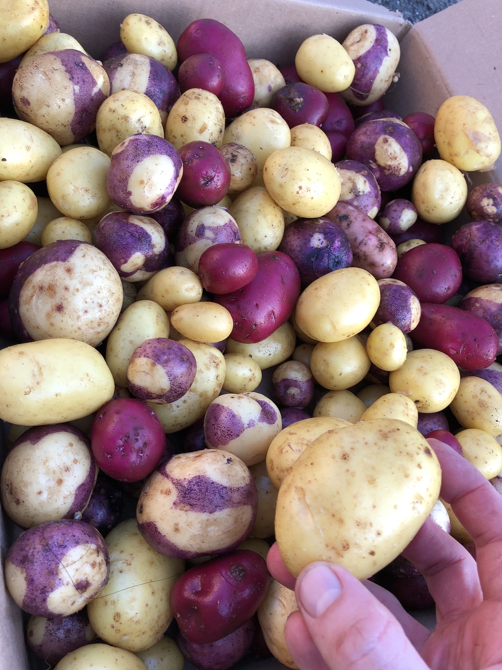 The Maine Potato Lady - General Gardening - Growing Fruit