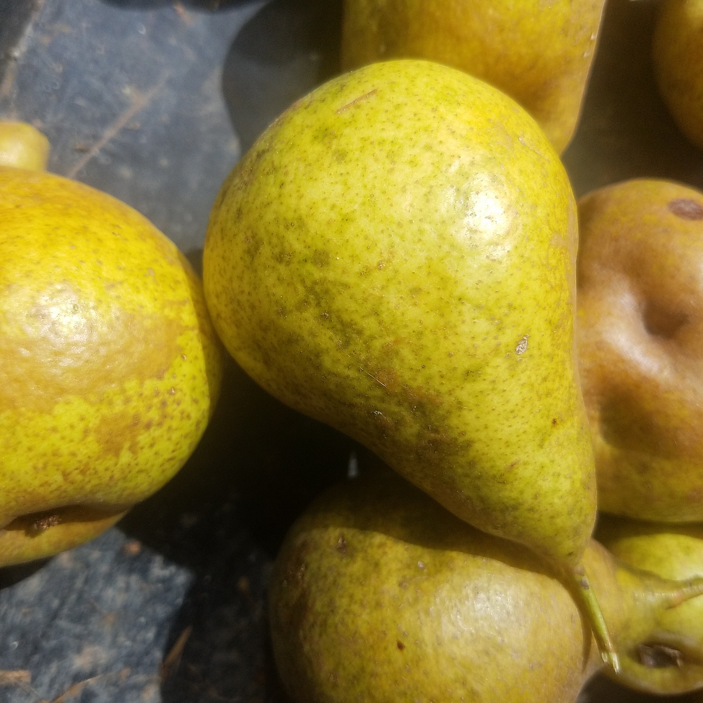 Harrow pears - my observations - General Fruit Growing - Growing Fruit