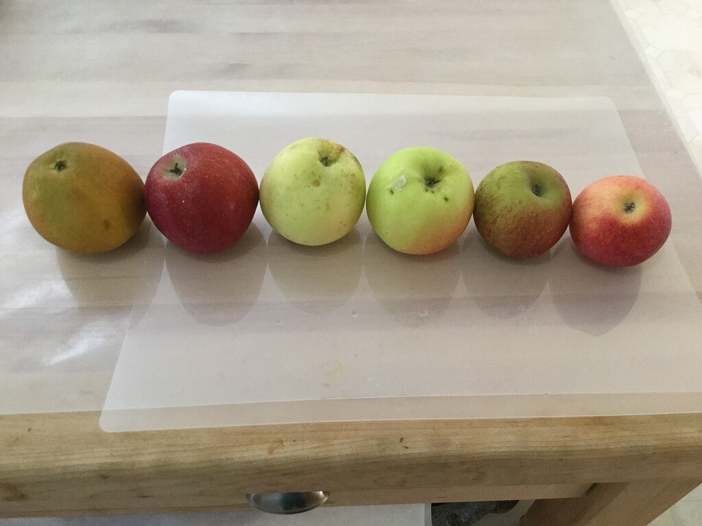 Apple Tasting for All - General Fruit Growing - Growing Fruit