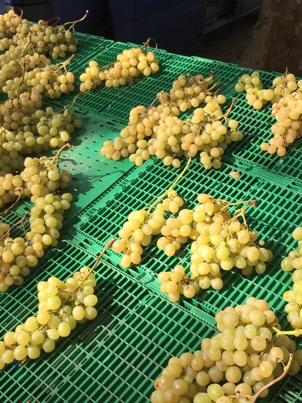 Fruit in France during sept-oct - Pictures! - Growing Fruit