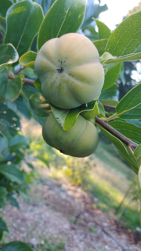 Is this persimmon Izu? - General Fruit Growing - Growing Fruit
