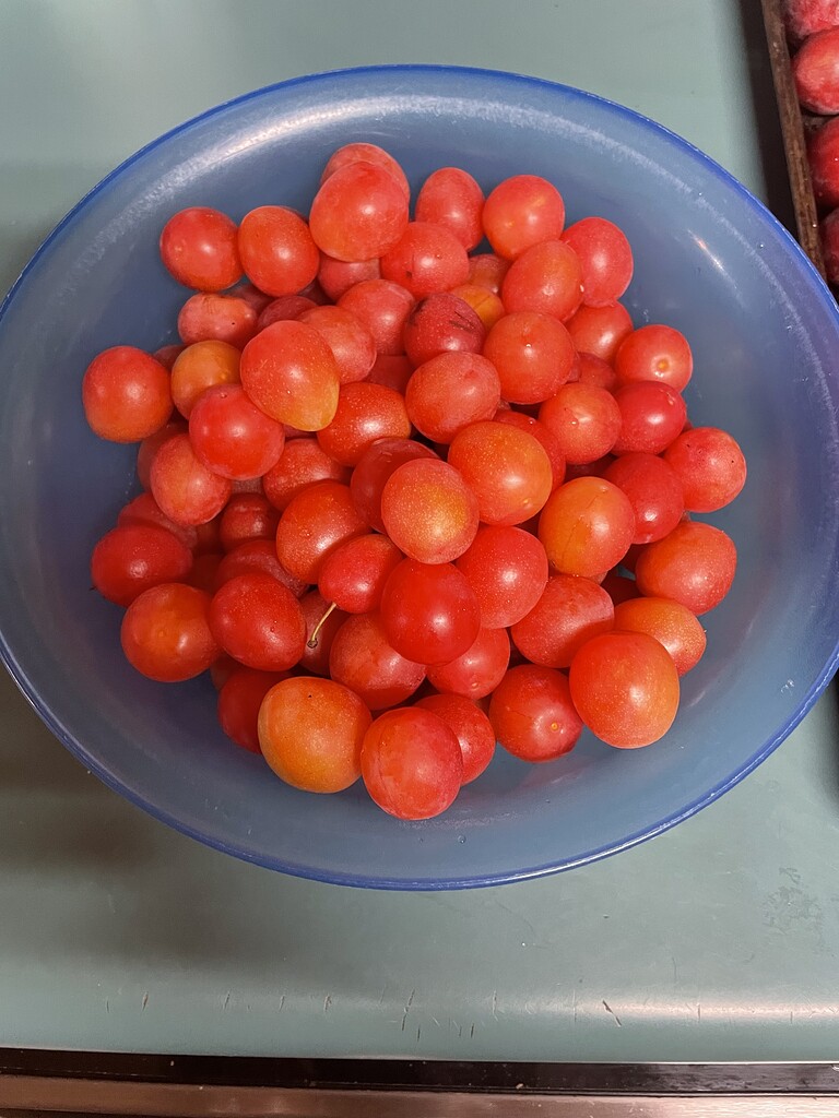 A few plums - General Fruit Growing - Growing Fruit