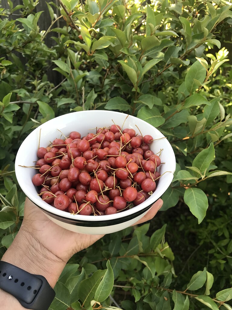Decent Harvest of Goumi - General Fruit Growing - Growing Fruit