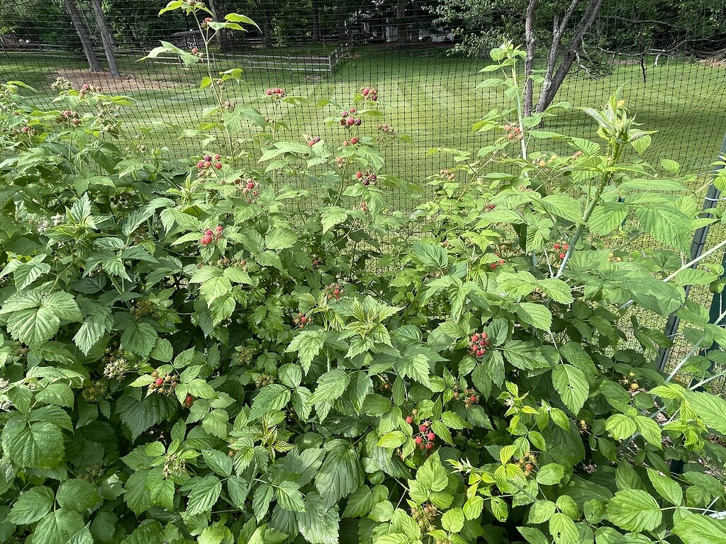 Black raspberries almost ready! - General Fruit Growing - Growing Fruit