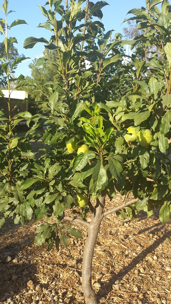 Flavor Grenade - General Fruit Growing - Growing Fruit
