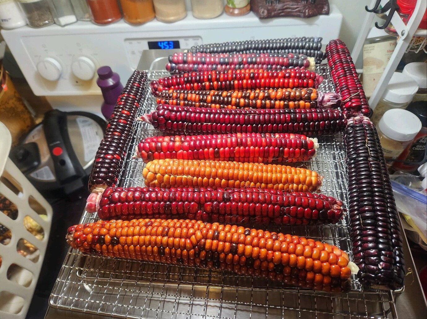 What you get when you grow painted mountain and atomic orange corn next ...
