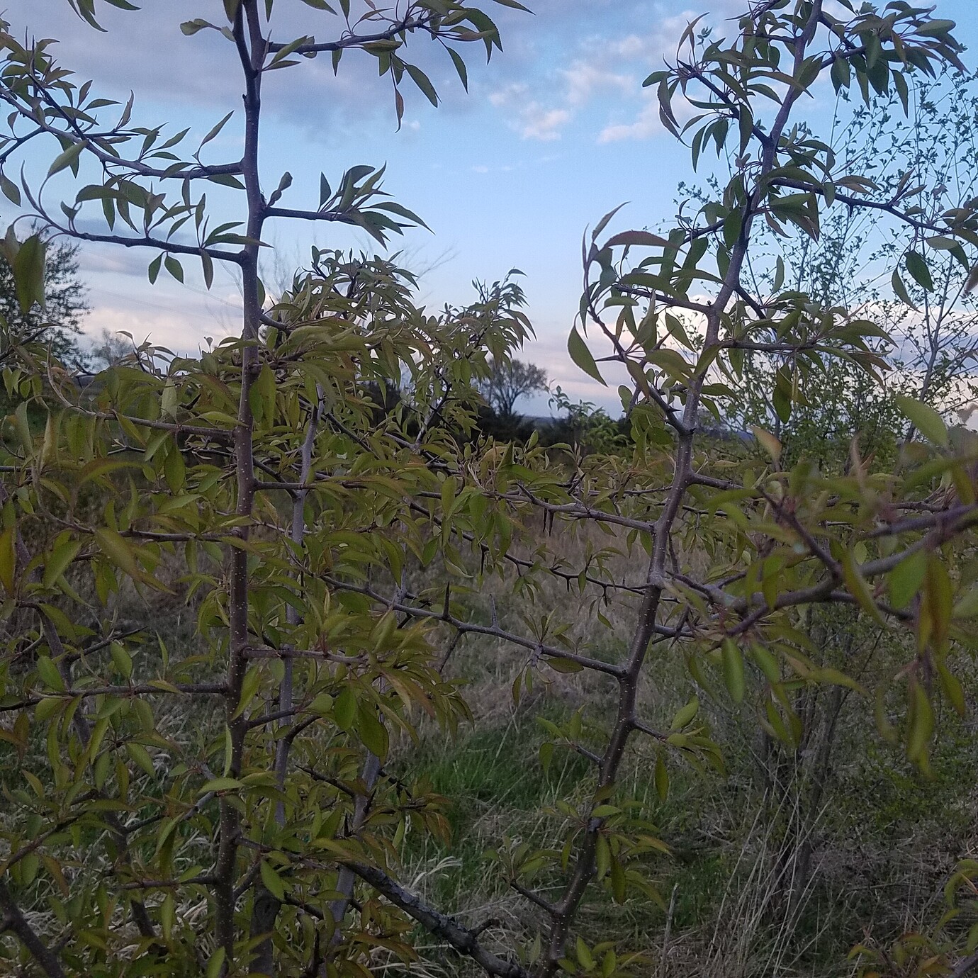 Does Sunrise pear have thorny buds almost like a callery? - General ...