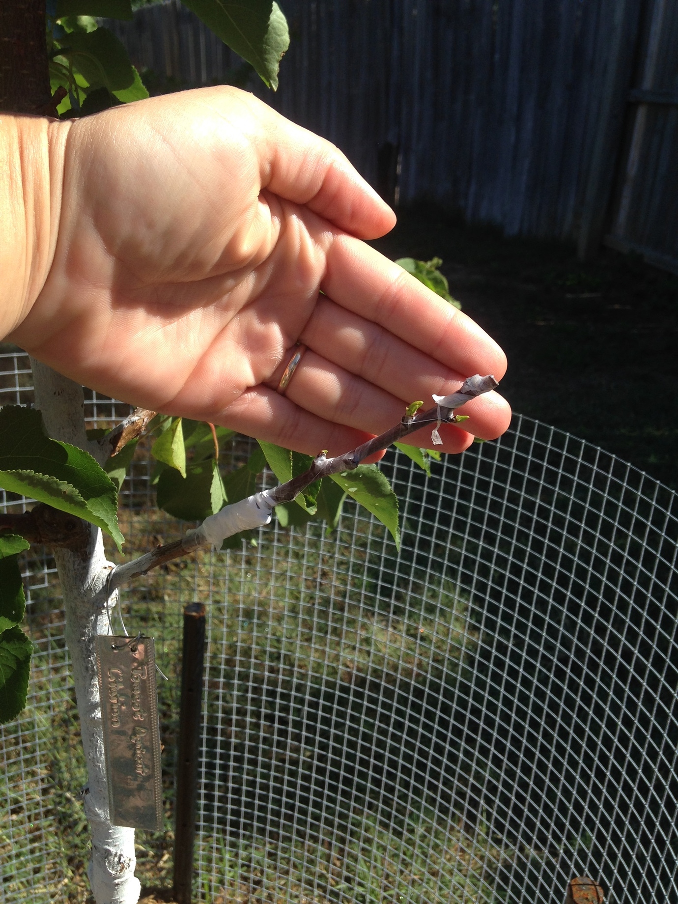 How do you all protect your young apple trees? - General Fruit Growing ...