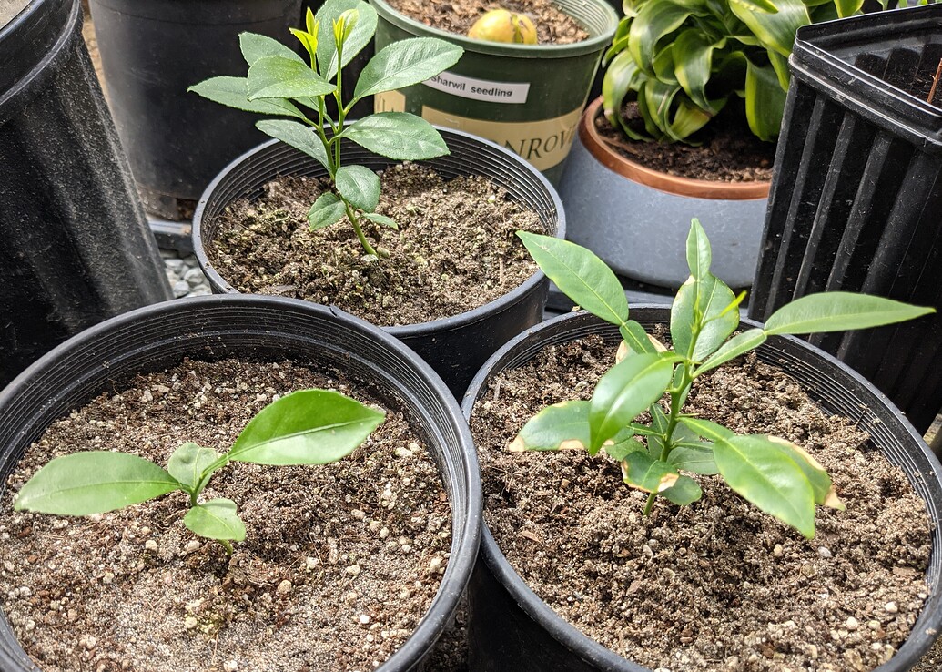 When to start feeding citrus seedings? - General Fruit Growing ...