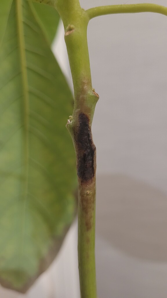 Avocado browning - General Fruit Growing - Growing Fruit