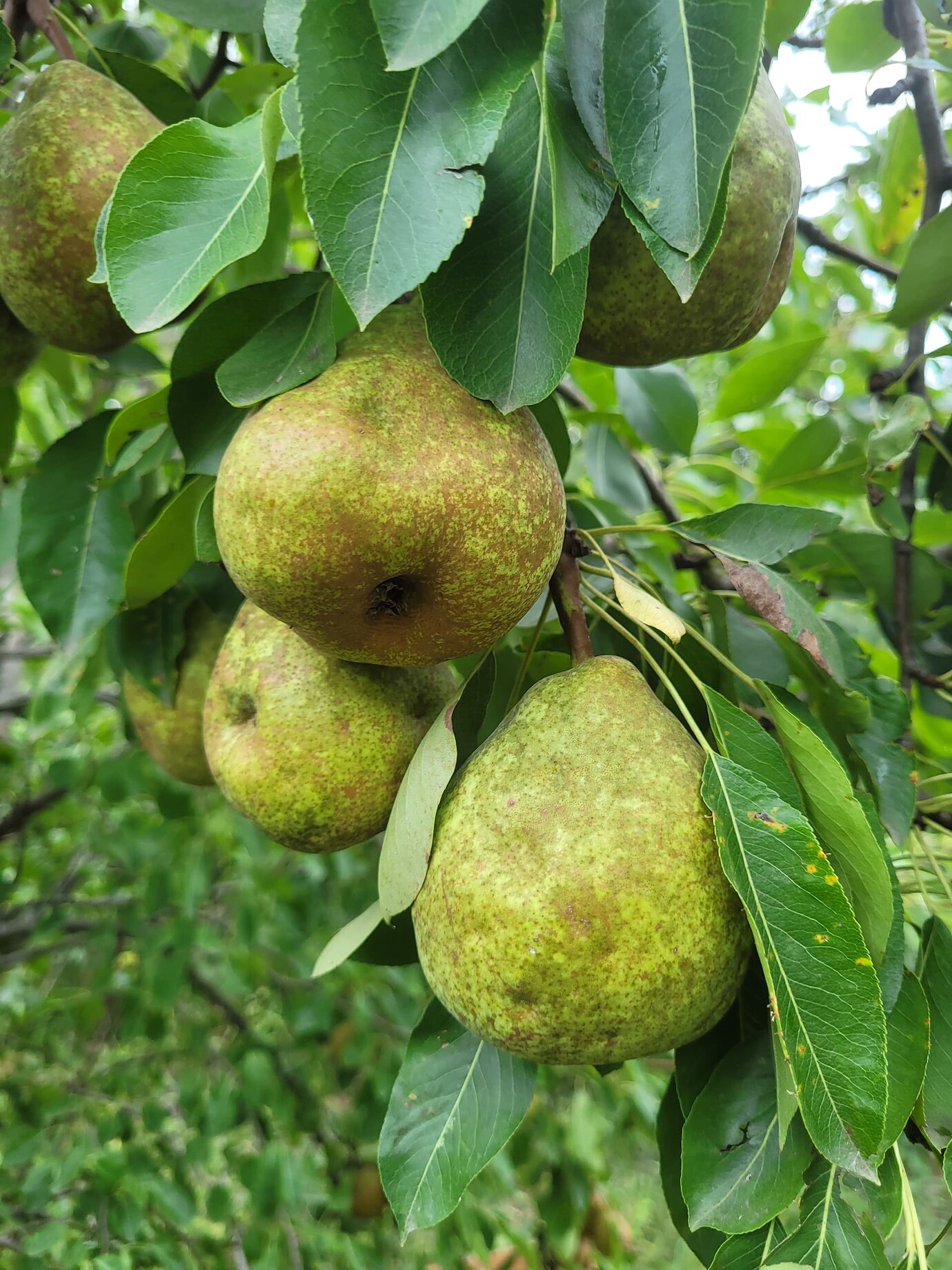 Karl's Favorite aka Ewart Pear - General Fruit Growing - Growing Fruit