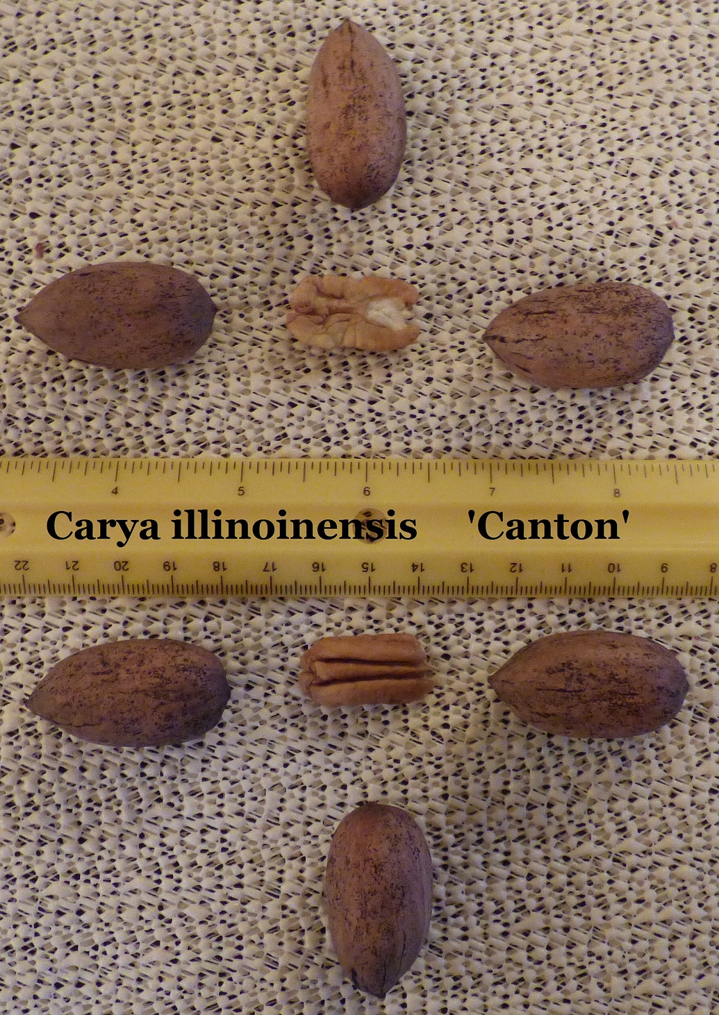 Pecan pollination chart - General Fruit Growing - Growing Fruit