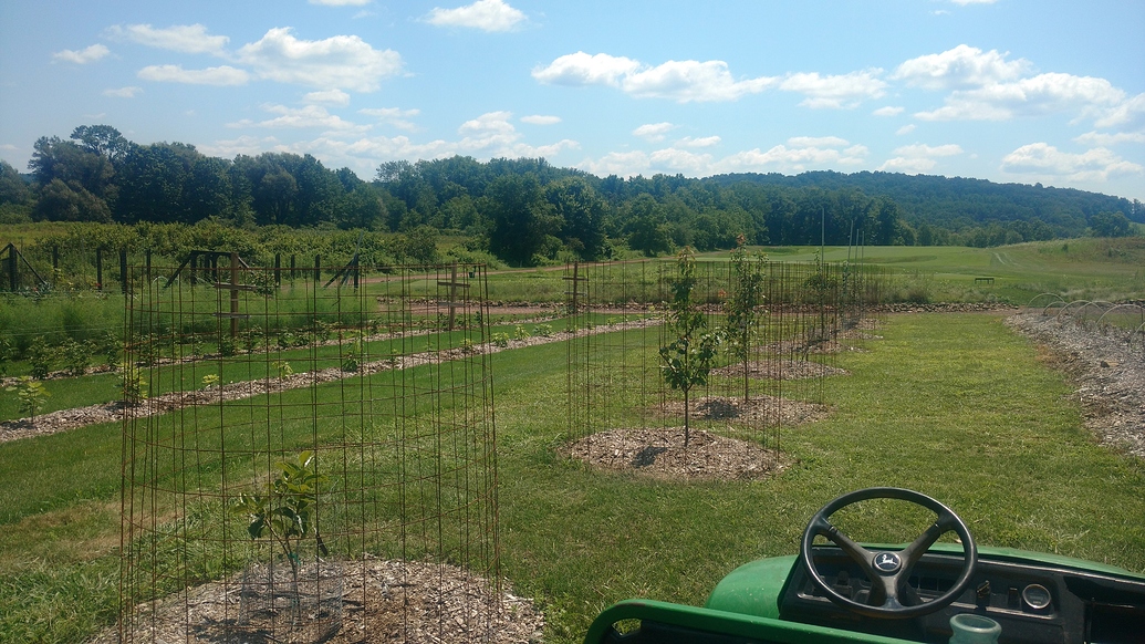 Concrete remesh - durable and affordable trellising and deer fencing ...