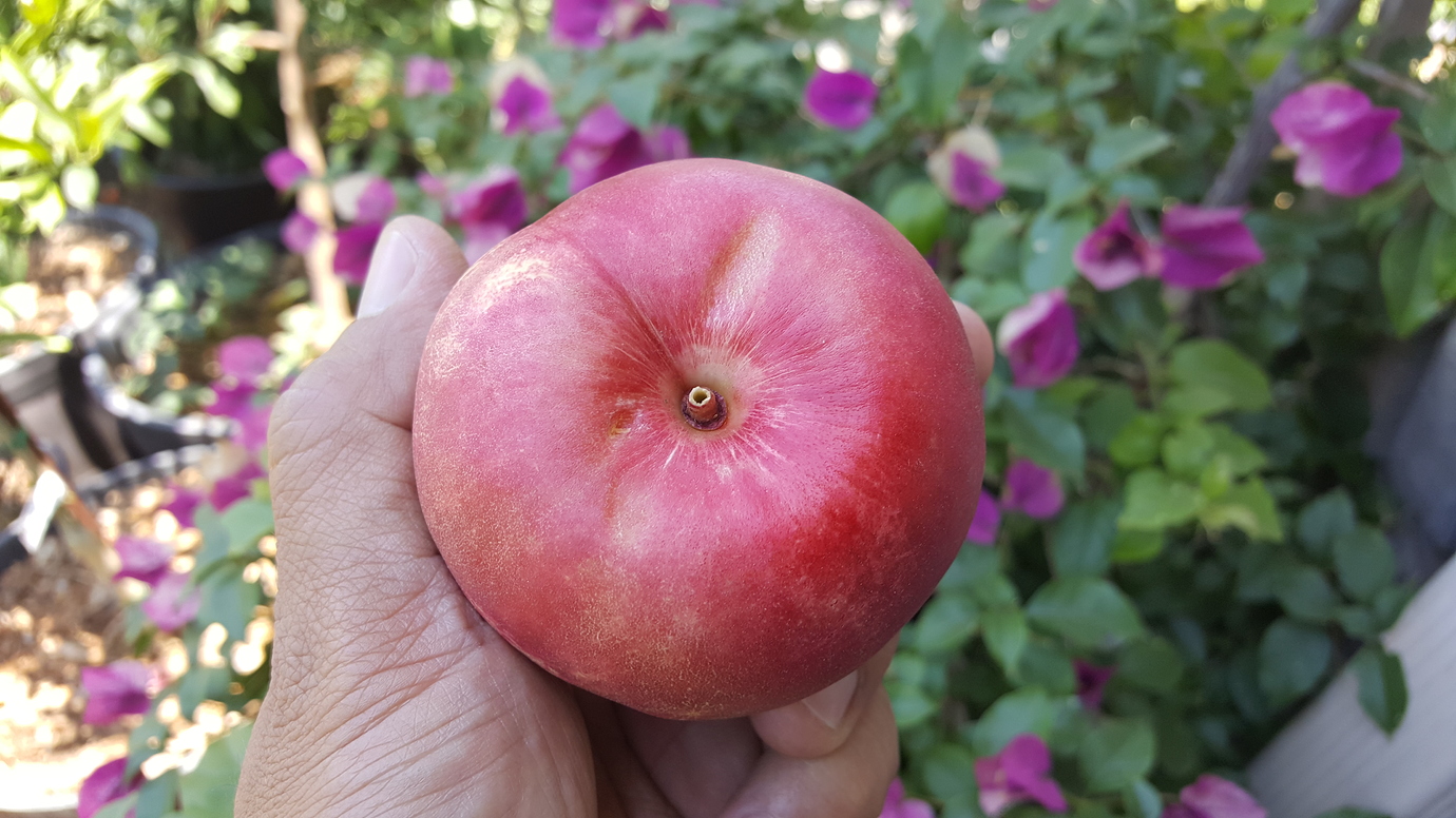 NectaPlum - Page 2 - Pictures! - Growing Fruit