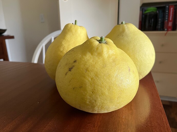 Pomelo variety comparison - General Fruit Growing - Growing Fruit