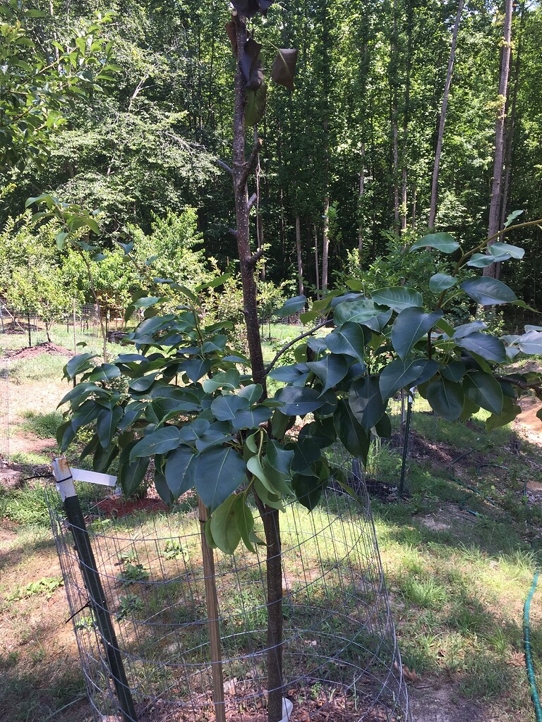 What would you do-Shin Li Pear - General Fruit Growing - Growing Fruit