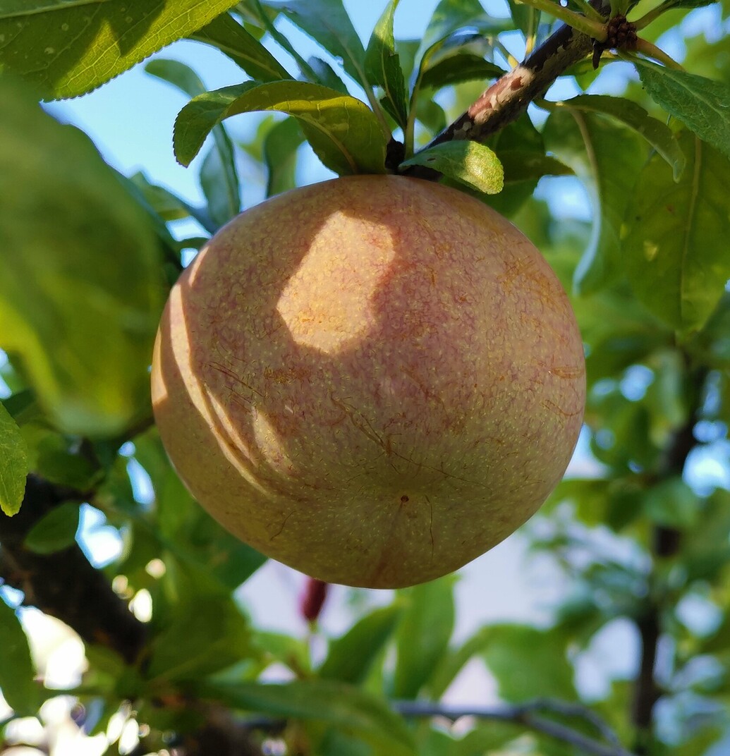 Dapple Dandy Pluot 2021 - General Fruit Growing - Growing Fruit