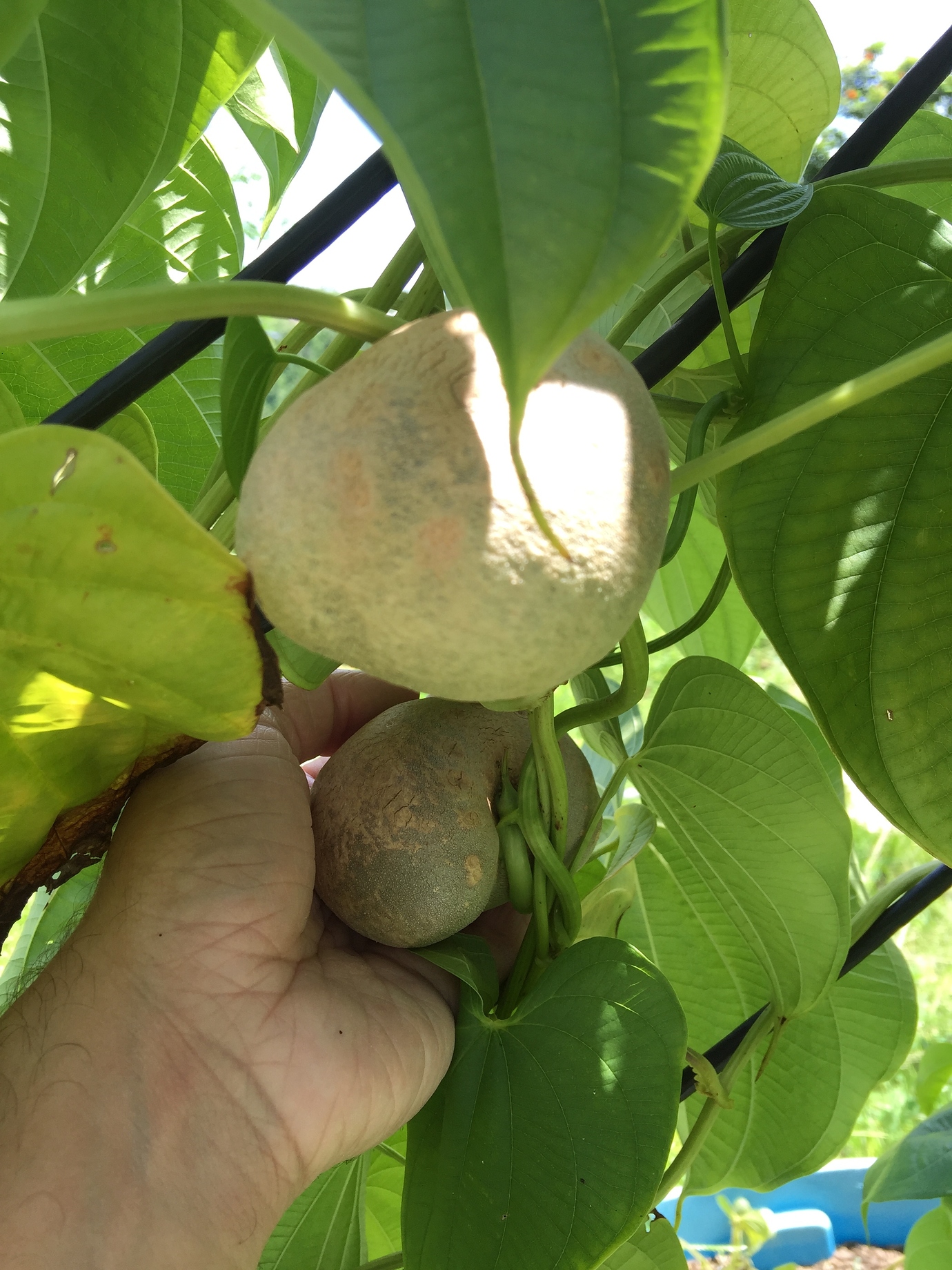 Anyone here growing edible Air Potatoes? (Dioscorea bulbifera ...