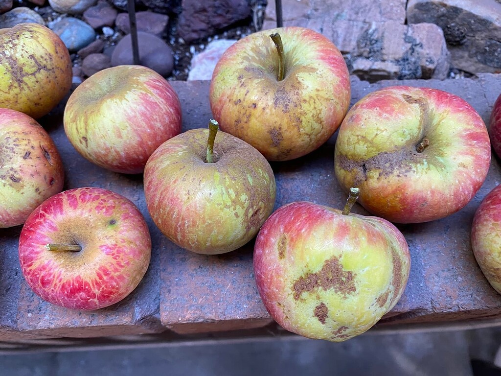 Organic Apple Codling moth treatment assessment - 2024 - General Fruit ...