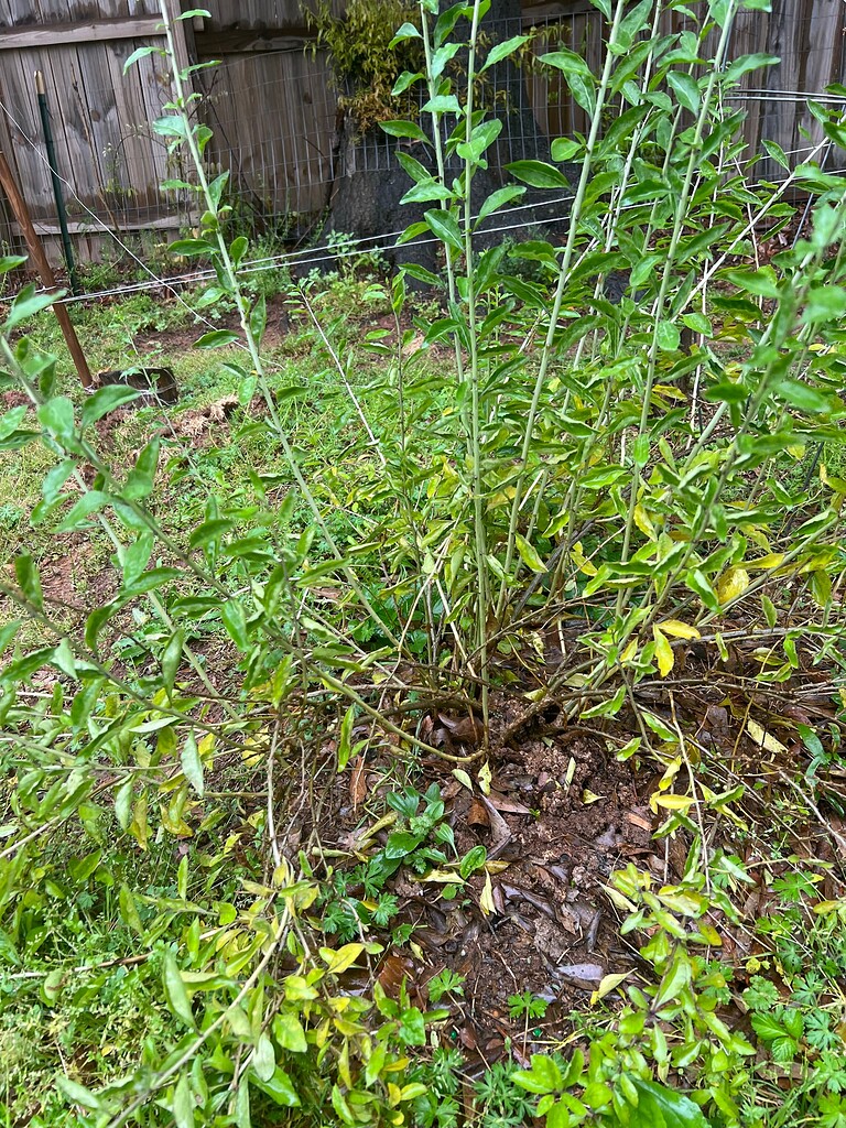 Goji berry leaves turning yellowing - General Fruit Growing - Growing Fruit