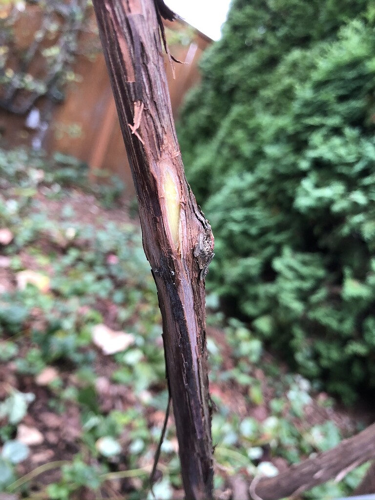 Grapevine Grafting a Test Process - General Fruit Growing - Growing Fruit