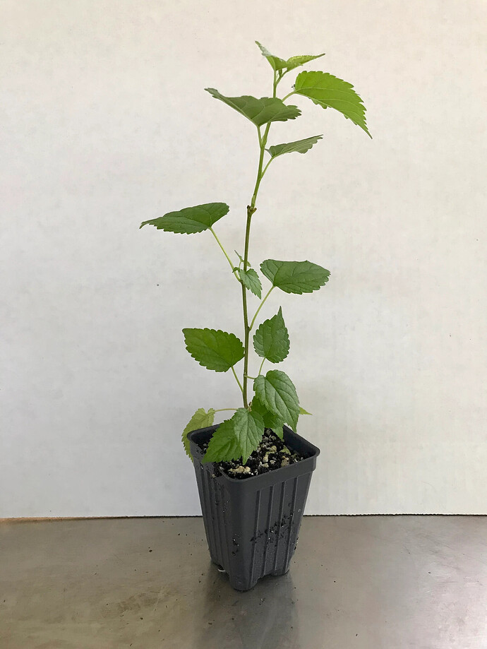 How are there starter mulberry trees? - General Fruit Growing - Growing ...