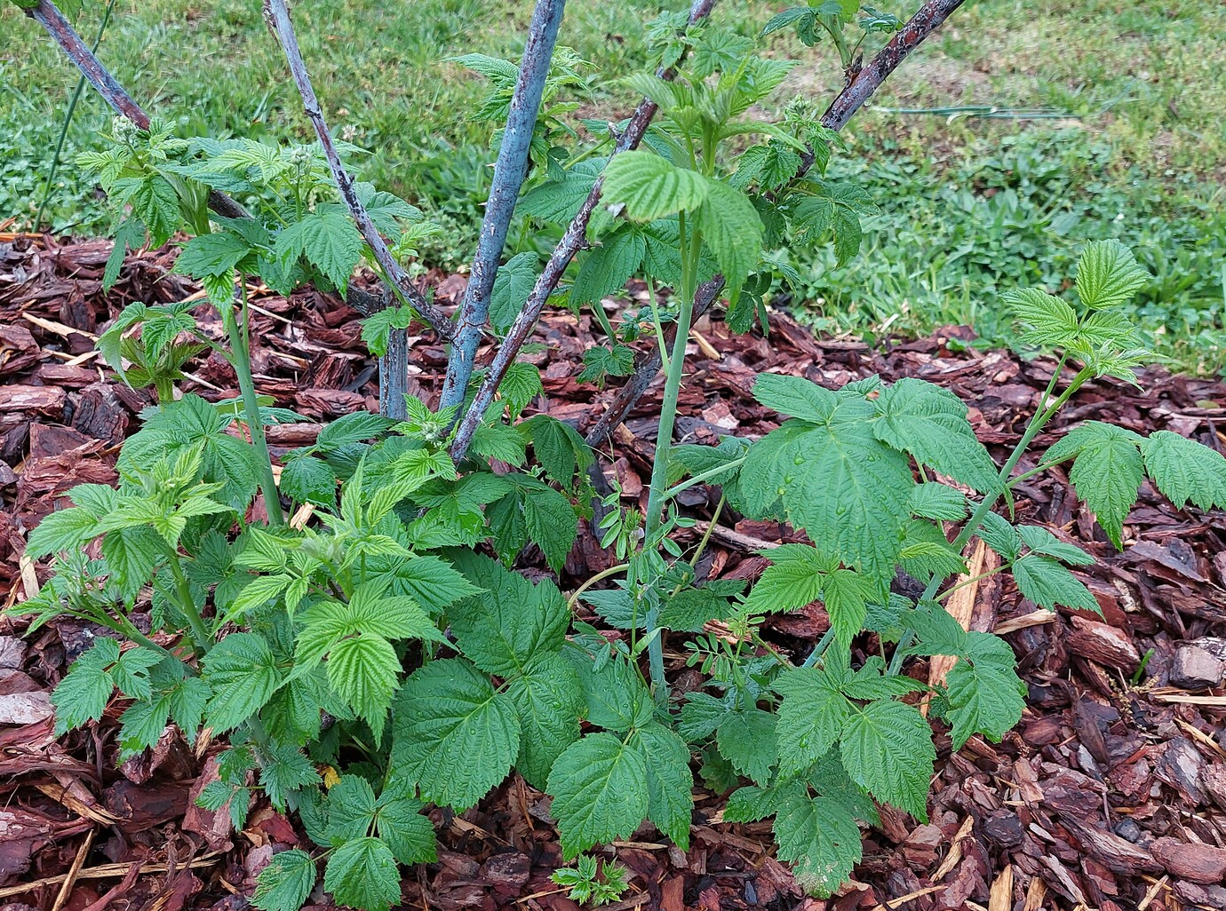 Bristol vs Jewel black raspberry growth - General Fruit Growing ...