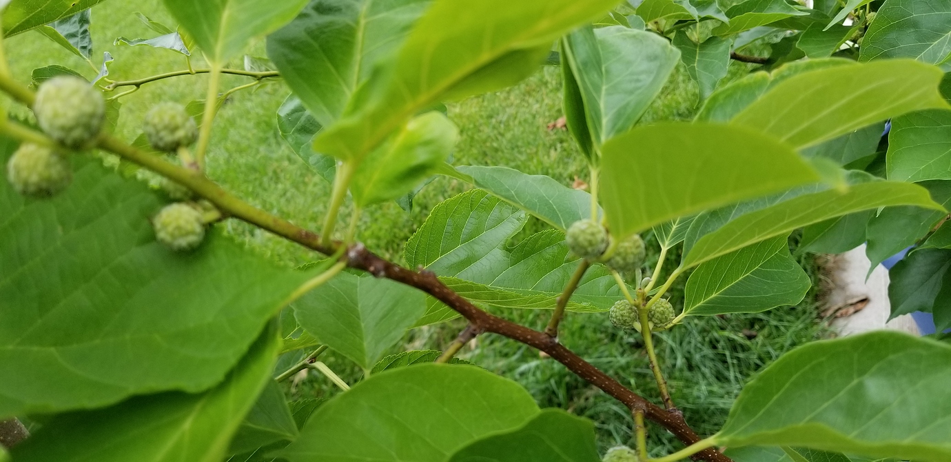 Che fruit - Page 15 - General Fruit Growing - Growing Fruit